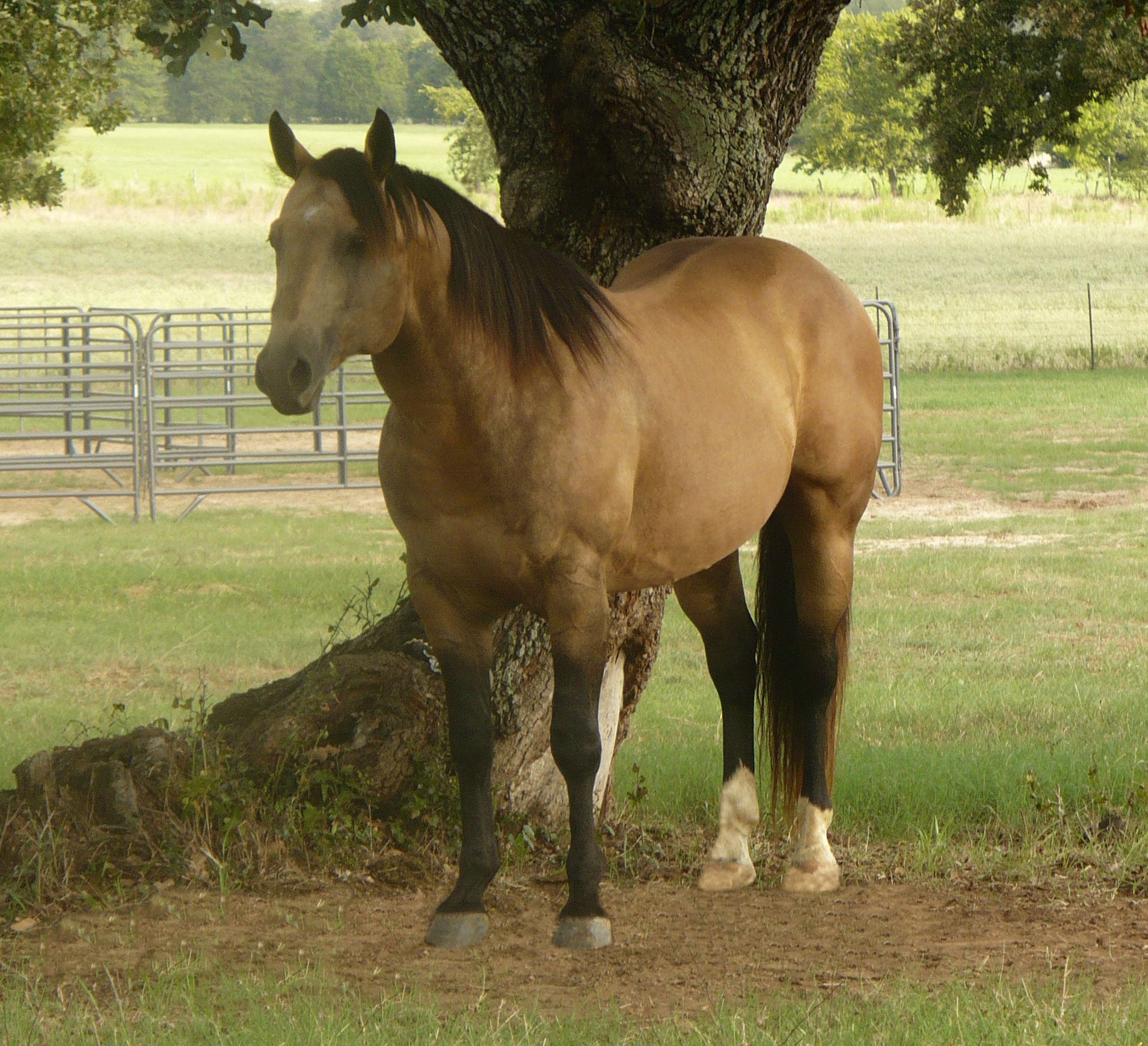 TH Colonel Coyote – Cowboys Dream Ranch