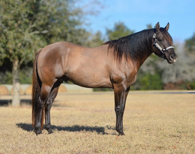 Stallions – No Longer Available – Cowboys Dream Ranch