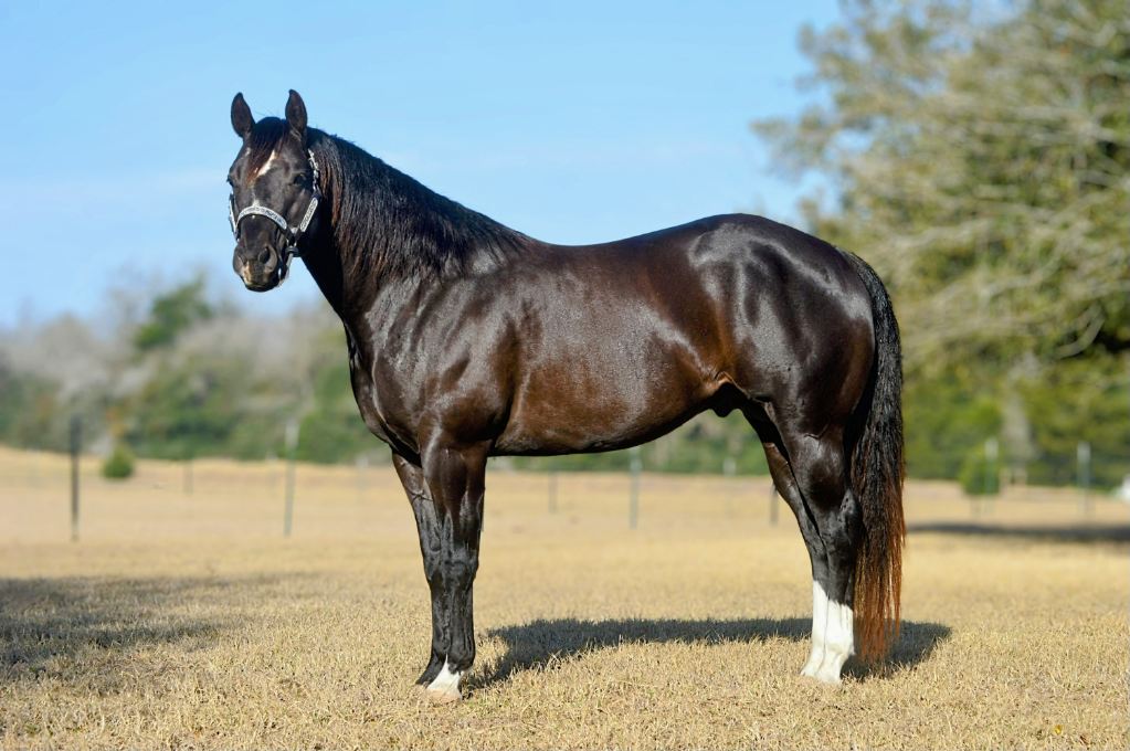 Stallions – No Longer Available – Cowboys Dream Ranch