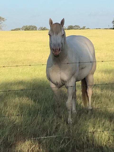 2019 TH Colonel Coyote’s Foals – Cowboys Dream Ranch