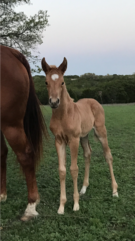2017 TH Colonel Coyote’s Foals – Cowboys Dream Ranch