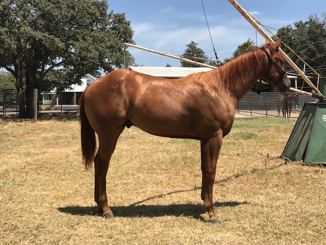2021 TH Colonel Coyote’s Foals – Cowboys Dream Ranch