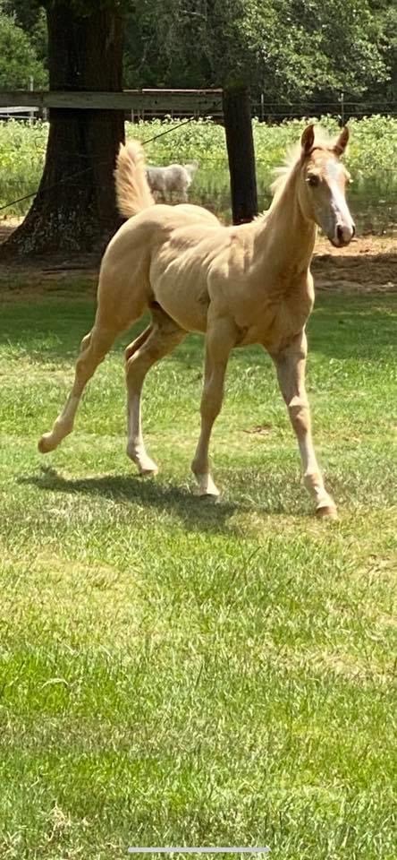 2020 TH Colonel Coyote’s Foals – Cowboys Dream Ranch