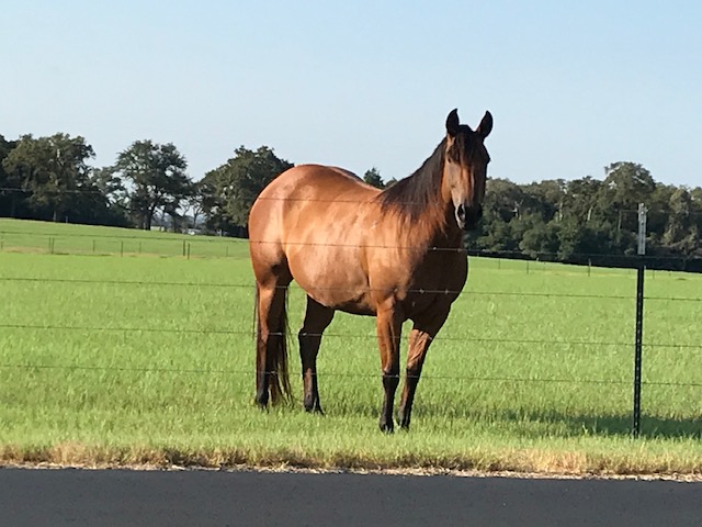 Broodmares – Cowboys Dream Ranch