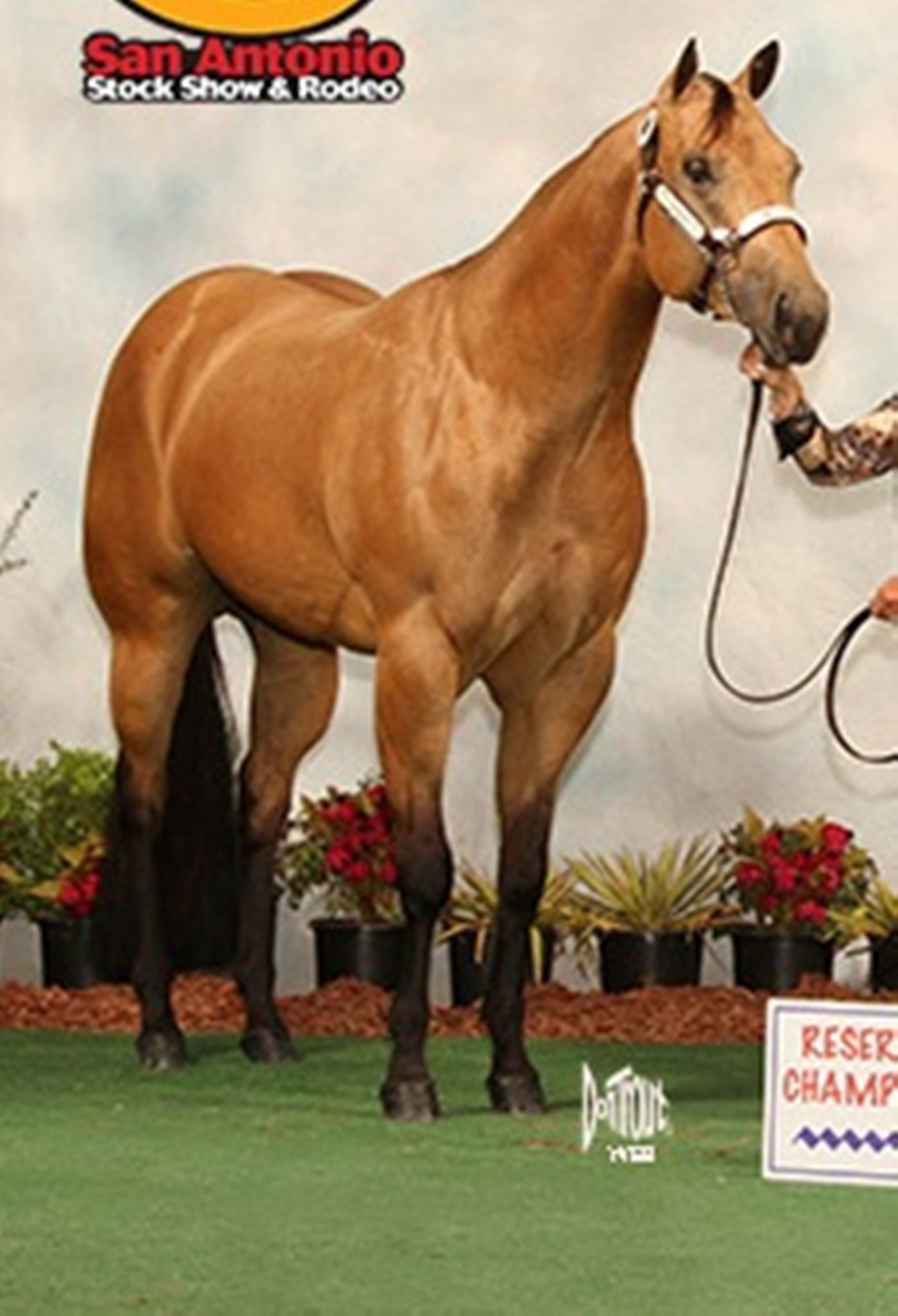 Broodmares – Cowboys Dream Ranch