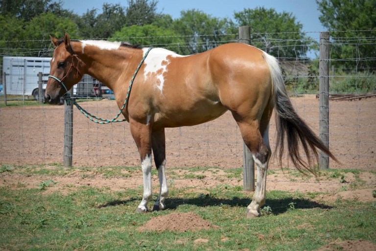 Broodmares – Cowboys Dream Ranch